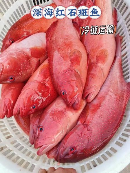野生红石斑鱼多少钱一斤_野生红石斑鱼价格行情-第1张图片-山城妙识 野生红石斑鱼多少钱一斤_野生红石斑鱼价格行情-第1张图片-山城妙识