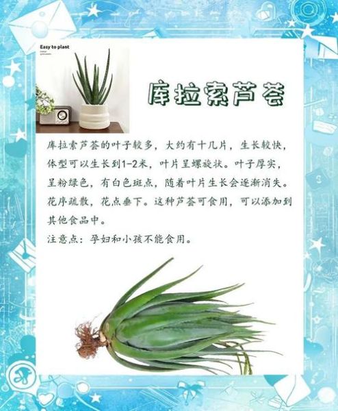 芦荟图片大全集_如何挑选高清品种图鉴-第1张图片-山城妙识 芦荟图片大全集_如何挑选高清品种图鉴-第1张图片-山城妙识