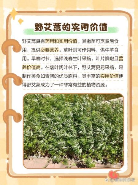 野艾草的功效与作用_野艾草怎么吃最好-第2张图片-山城妙识 野艾草的功效与作用_野艾草怎么吃最好-第2张图片-山城妙识