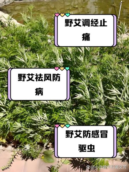 野艾草的功效与作用_野艾草怎么吃最好-第1张图片-山城妙识 野艾草的功效与作用_野艾草怎么吃最好-第1张图片-山城妙识