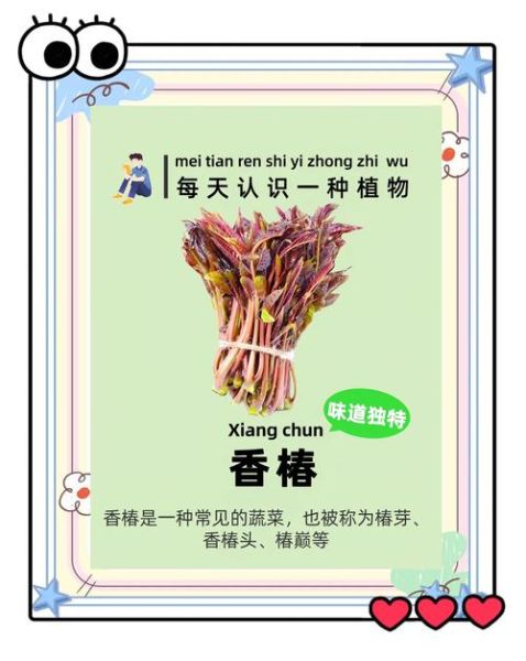 香椿芽的营养价值_香椿芽怎么吃最营养-第2张图片-山城妙识 香椿芽的营养价值_香椿芽怎么吃最营养-第2张图片-山城妙识