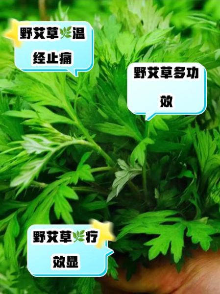 野艾草的功效与作用_野艾草怎么吃最好-第3张图片-山城妙识 野艾草的功效与作用_野艾草怎么吃最好-第3张图片-山城妙识