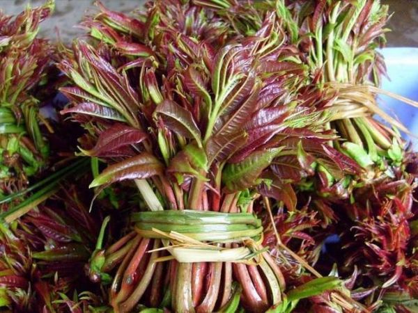 香椿芽的营养价值_香椿芽怎么吃最营养-第3张图片-山城妙识 香椿芽的营养价值_香椿芽怎么吃最营养-第3张图片-山城妙识