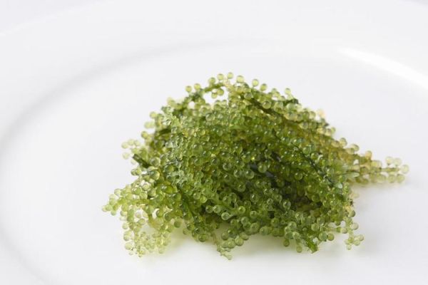 海藻糖是什么糖_海藻糖与普通糖区别-第2张图片-山城妙识 海藻糖是什么糖_海藻糖与普通糖区别-第2张图片-山城妙识