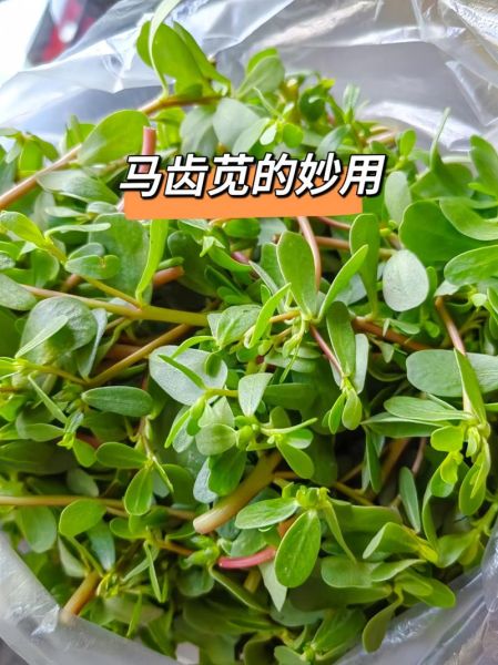 马齿苋的副作用有哪些_马齿苋什么人不能吃-第2张图片-山城妙识 马齿苋的副作用有哪些_马齿苋什么人不能吃-第2张图片-山城妙识
