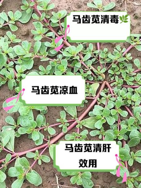 马齿苋的副作用有哪些_马齿苋什么人不能吃-第1张图片-山城妙识 马齿苋的副作用有哪些_马齿苋什么人不能吃-第1张图片-山城妙识