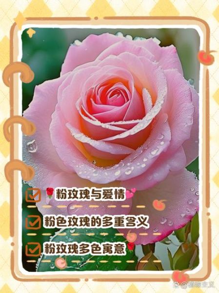 粉玫瑰花语是什么_粉玫瑰送几朵合适-第1张图片-山城妙识 粉玫瑰花语是什么_粉玫瑰送几朵合适-第1张图片-山城妙识