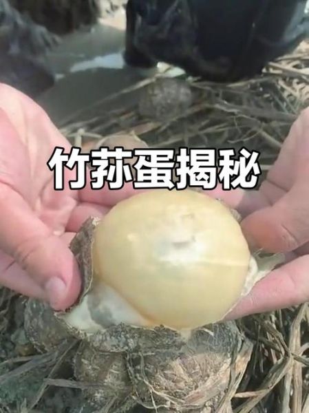 竹荪蛋怎么清洗_竹荪蛋清洗技巧-第3张图片-山城妙识 竹荪蛋怎么清洗_竹荪蛋清洗技巧-第3张图片-山城妙识