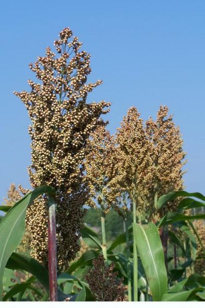 高粱图片大全大图_哪里能找到高清无水印素材-第2张图片-山城妙识 高粱图片大全大图_哪里能找到高清无水印素材-第2张图片-山城妙识