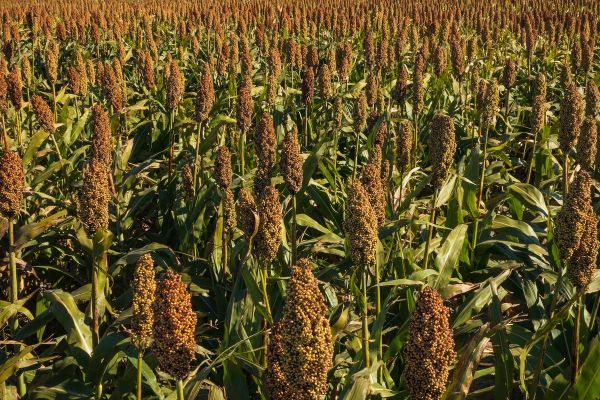 高粱图片大全大图_哪里能找到高清无水印素材-第3张图片-山城妙识 高粱图片大全大图_哪里能找到高清无水印素材-第3张图片-山城妙识