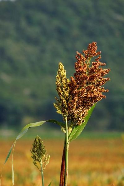 高粱图片大全大图_哪里能找到高清无水印素材-第1张图片-山城妙识 高粱图片大全大图_哪里能找到高清无水印素材-第1张图片-山城妙识