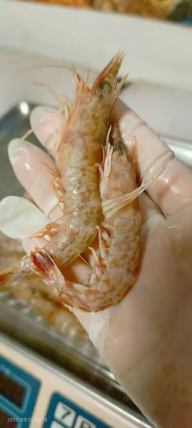 海虾多少钱一斤_2024最新批发零售价格-第3张图片-山城妙识