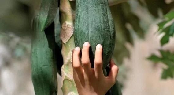 青木瓜之味百度云资源在哪看_如何高清下载-第2张图片-山城妙识 青木瓜之味百度云资源在哪看_如何高清下载-第2张图片-山城妙识