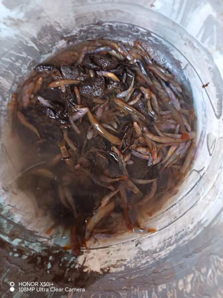 酸木瓜煮鱼怎么做_酸木瓜煮鱼的做法大全-第2张图片-山城妙识 酸木瓜煮鱼怎么做_酸木瓜煮鱼的做法大全-第2张图片-山城妙识