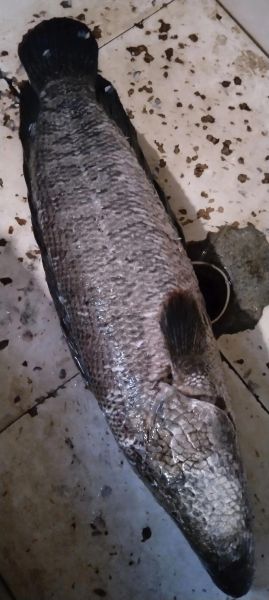 财鱼多少钱一斤_财鱼价格行情-第1张图片-山城妙识