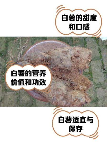 白薯怎么保存不发芽_白薯发芽还能吃吗-第1张图片-山城妙识