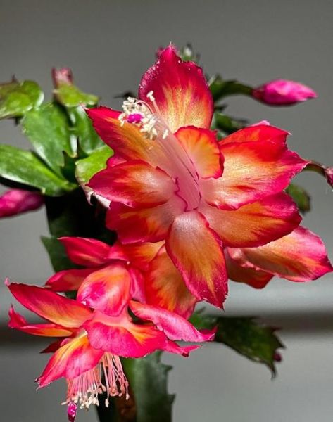 蟹爪兰养了30年图片_如何让蟹爪兰年年爆花-第2张图片-山城妙识