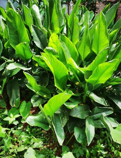 湛江粽子叶是什么叶子_湛江粽叶和箬叶区别-第1张图片-山城妙识