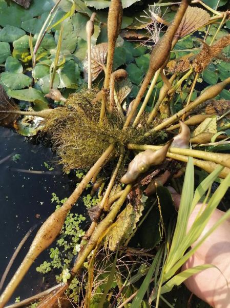 菱角种植图片_菱角种植技术-第1张图片-山城妙识