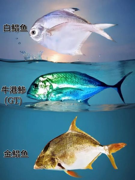 海鱼图片大全_高清海鱼图片怎么找-第1张图片-山城妙识