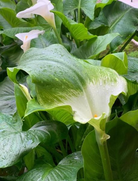 进口马蹄莲怎么养_进口马蹄莲多久开花-第3张图片-山城妙识 进口马蹄莲怎么养_进口马蹄莲多久开花-第3张图片-山城妙识