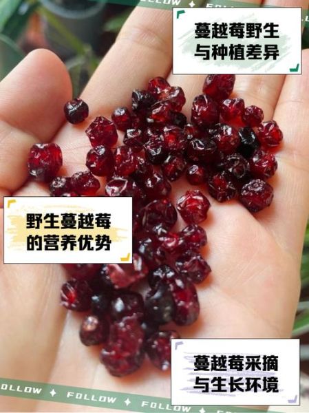 长期吃蔓越莓有什么危害_蔓越莓副作用有哪些-第3张图片-山城妙识 长期吃蔓越莓有什么危害_蔓越莓副作用有哪些-第3张图片-山城妙识