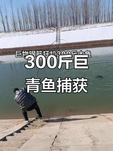 丹江口水库300斤大青鱼_真的存在吗-第1张图片-山城妙识 丹江口水库300斤大青鱼_真的存在吗-第1张图片-山城妙识