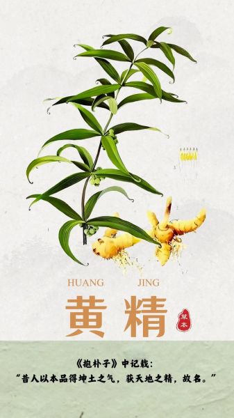 种植黄精一亩利润是多少_黄精种植成本与收益分析-第2张图片-山城妙识 种植黄精一亩利润是多少_黄精种植成本与收益分析-第2张图片-山城妙识
