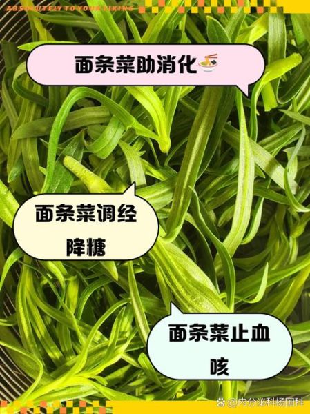 面条菜的功效与禁忌_面条菜什么人不能吃-第1张图片-山城妙识