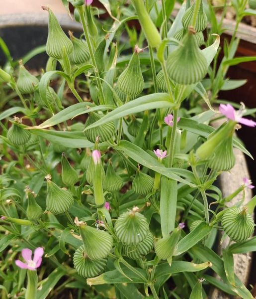 面条菜的功效与禁忌_面条菜什么人不能吃-第3张图片-山城妙识