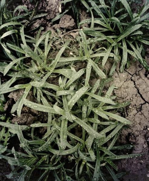 面条菜的功效与禁忌_面条菜什么人不能吃-第2张图片-山城妙识