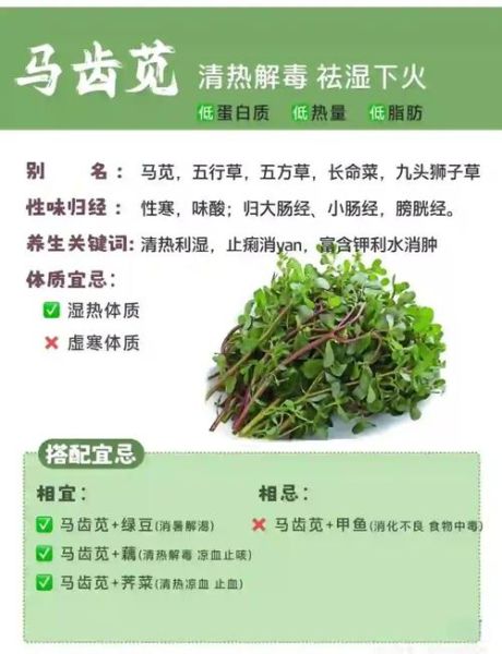 马齿苋的功效与禁忌相克_什么人不能吃马齿苋-第1张图片-山城妙识
