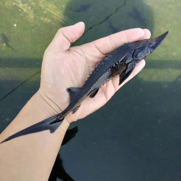 鲟鱼养殖利润怎么样_鲟鱼养殖成本与利润分析-第3张图片-山城妙识 鲟鱼养殖利润怎么样_鲟鱼养殖成本与利润分析-第3张图片-山城妙识