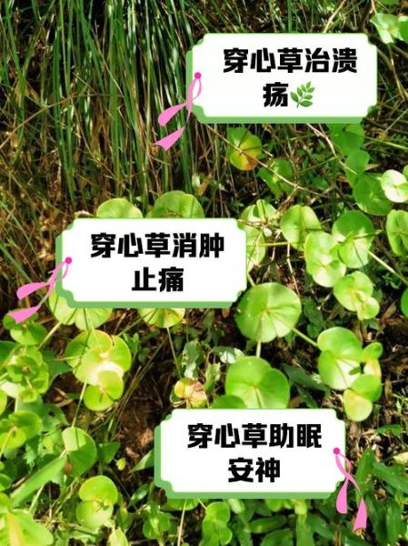 长期吃穿心莲副作用_穿心莲长期吃安全吗-第2张图片-山城妙识 长期吃穿心莲副作用_穿心莲长期吃安全吗-第2张图片-山城妙识