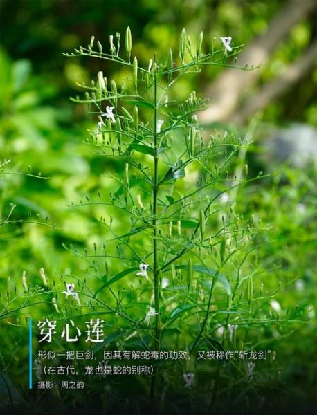 长期吃穿心莲副作用_穿心莲长期吃安全吗-第3张图片-山城妙识 长期吃穿心莲副作用_穿心莲长期吃安全吗-第3张图片-山城妙识