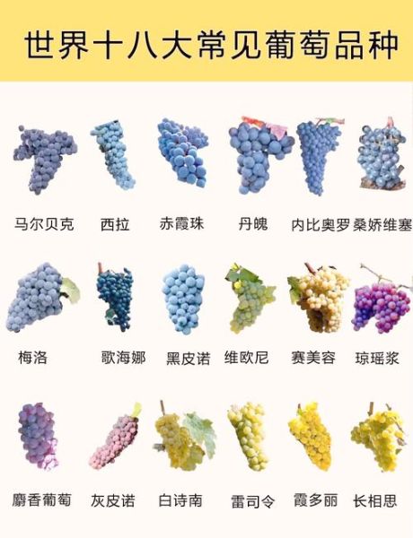 葡萄有几种品种图片_常见葡萄品种名称大全-第1张图片-山城妙识
