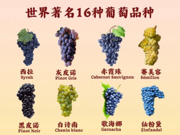 葡萄有几种品种图片_常见葡萄品种名称大全-第2张图片-山城妙识