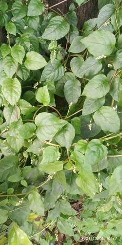 潺菜怎么种_潺菜种植时间和方法-第1张图片-山城妙识