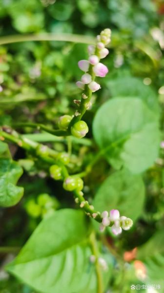潺菜怎么种_潺菜种植时间和方法-第3张图片-山城妙识