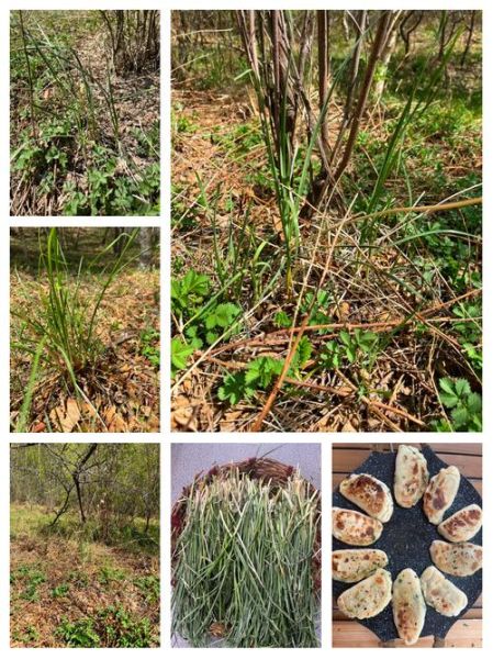 山韭菜和野韭菜的区别_怎么分辨山韭菜和野韭菜-第2张图片-山城妙识