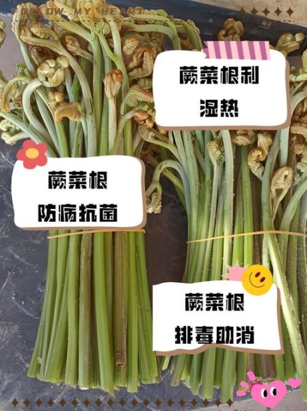 蕨菜根能吃吗_蕨菜根的功效与作用-第3张图片-山城妙识
