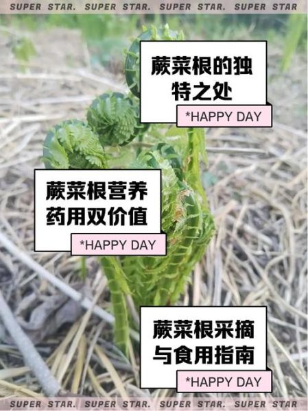 蕨菜根能吃吗_蕨菜根的功效与作用-第2张图片-山城妙识