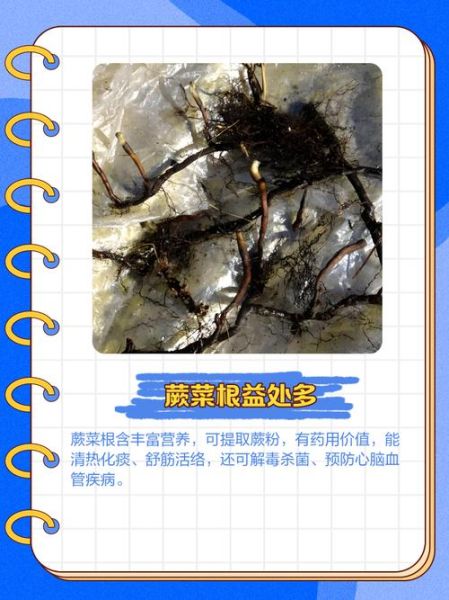 蕨菜根能吃吗_蕨菜根的功效与作用-第1张图片-山城妙识