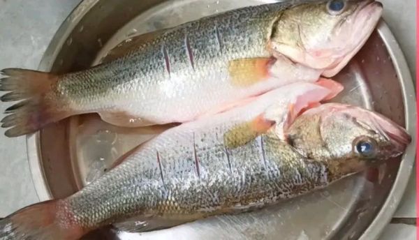 土桂鱼价格多少钱一斤_土桂鱼市场价最新行情-第2张图片-山城妙识
