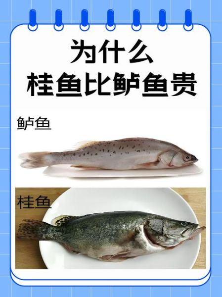 土桂鱼价格多少钱一斤_土桂鱼市场价最新行情-第1张图片-山城妙识