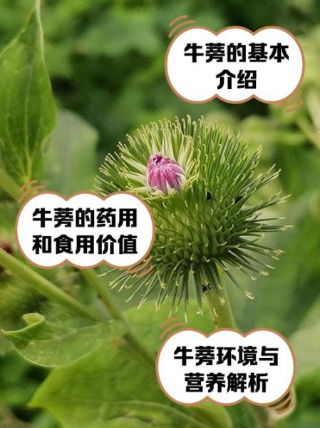 牛蒡根长什么样_如何辨别真假牛蒡根-第1张图片-山城妙识