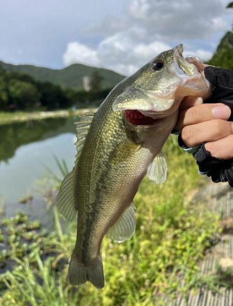鲈鱼是淡水鱼吗_鲈鱼生活在哪里-第1张图片-山城妙识