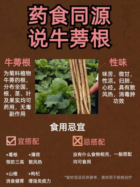 牛蒡根长什么样_如何辨别真假牛蒡根-第2张图片-山城妙识