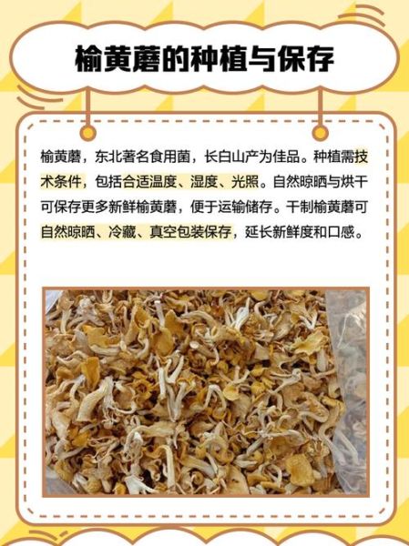 榆黄蘑高效栽培技术_如何提升产量与品质-第1张图片-山城妙识