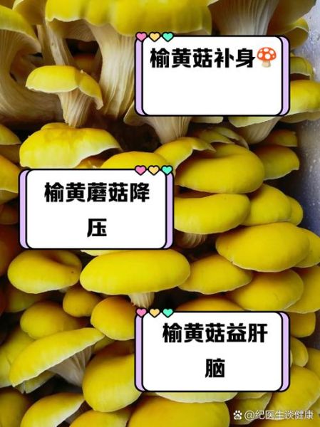 榆黄蘑高效栽培技术_如何提升产量与品质-第2张图片-山城妙识